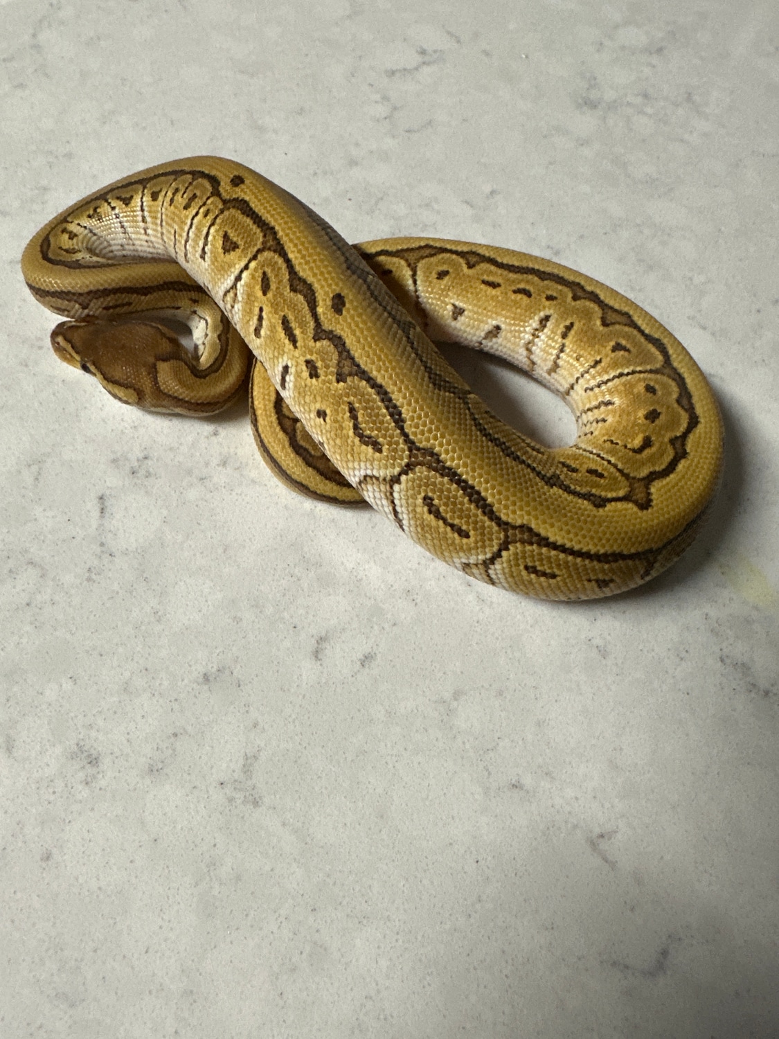 Free ️ Jigsaw Het Clown Free ️ Ball Python by MacLean Morphs - MorphMarket