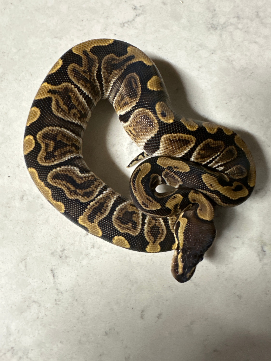 Free ️ GHI Het Clown Ball Python by MacLean Morphs - MorphMarket
