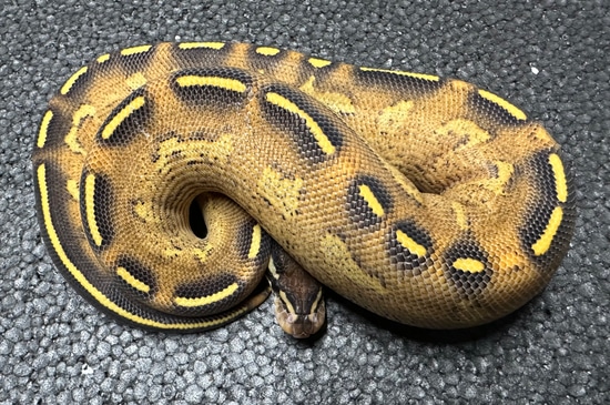 Freeway Ball Python by MacLean Morphs