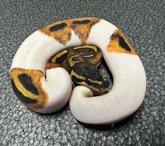 Pied Female Free Shipping Ball Python by MacLean Morphs