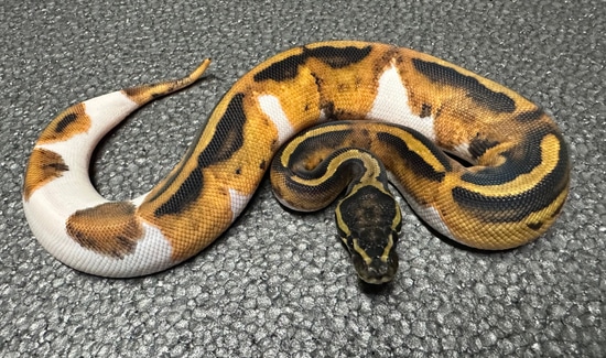 Pied Ball Python by MacLean Morphs