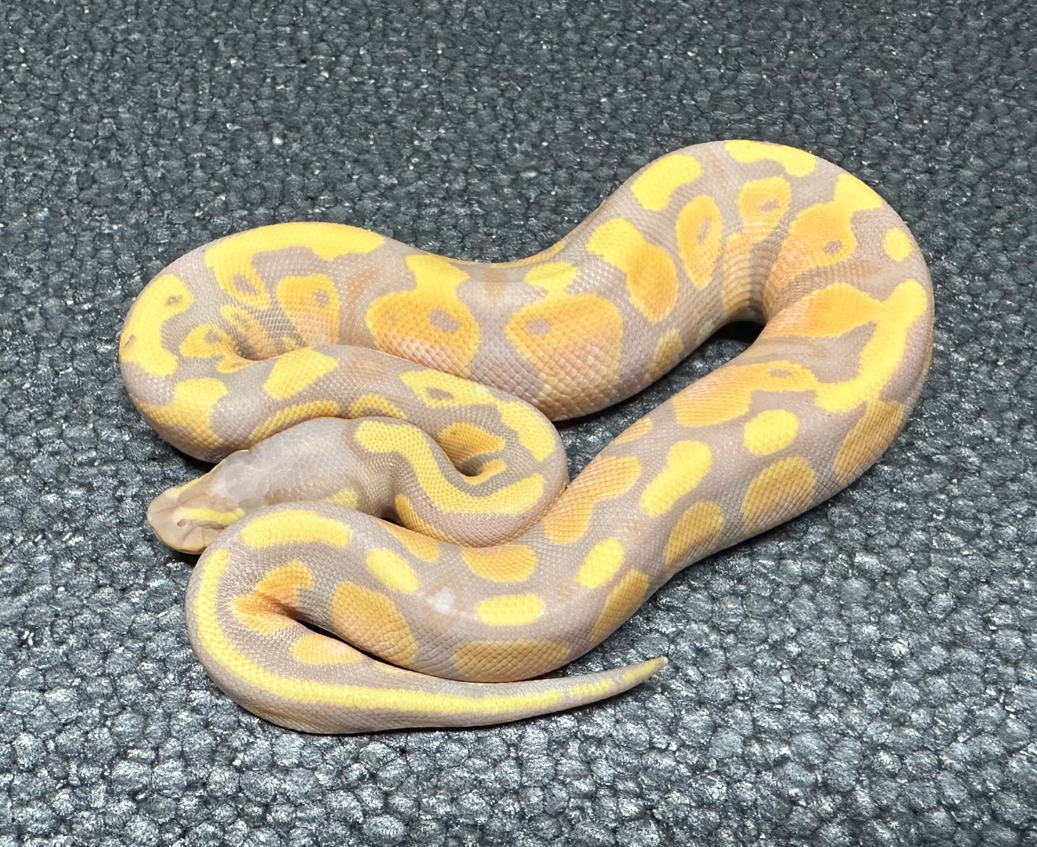 Coral Glow 66% Het Pied Free Shipping Ball Python by MacLean Morphs ...