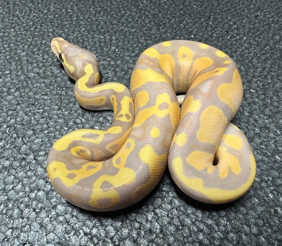 Coral Glow 66% Het Pied Free Shipping Ball Python by MacLean Morphs