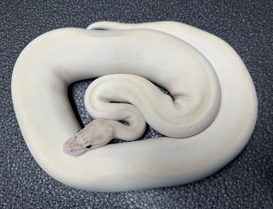 21 Ivory Female Shipping Included Ball Python by MacLean Morphs