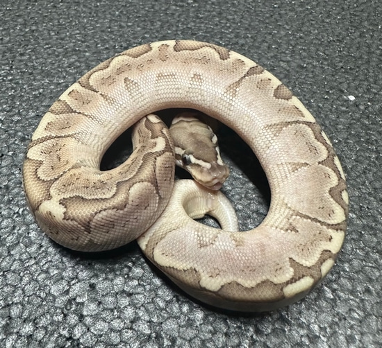 Bamboo Free Shipping Ball Python by MacLean Morphs