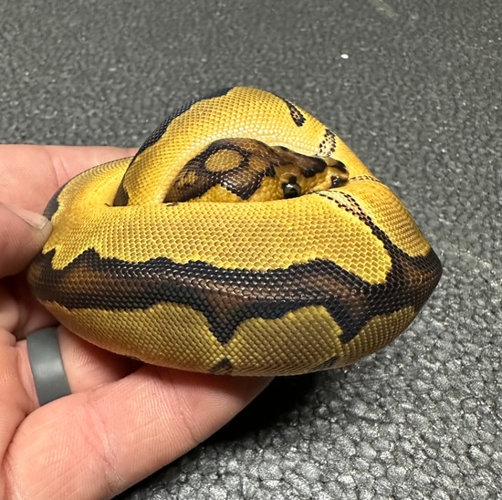 Red Stripe Clown Female Ball Python by MacLean Morphs