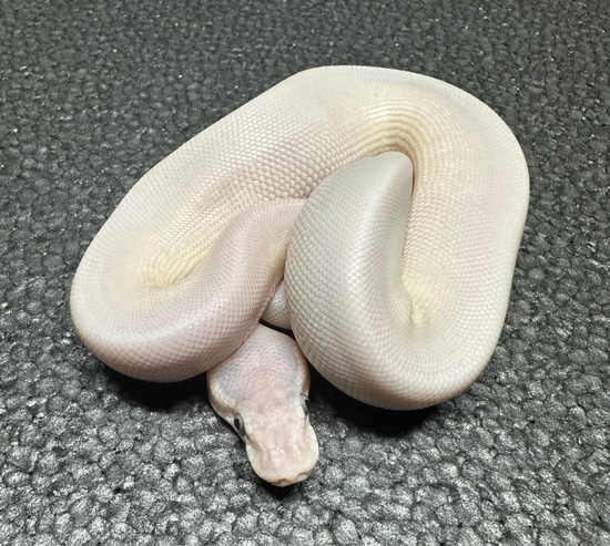 Super Mojave Poss GHI Ball Python by MacLean Morphs