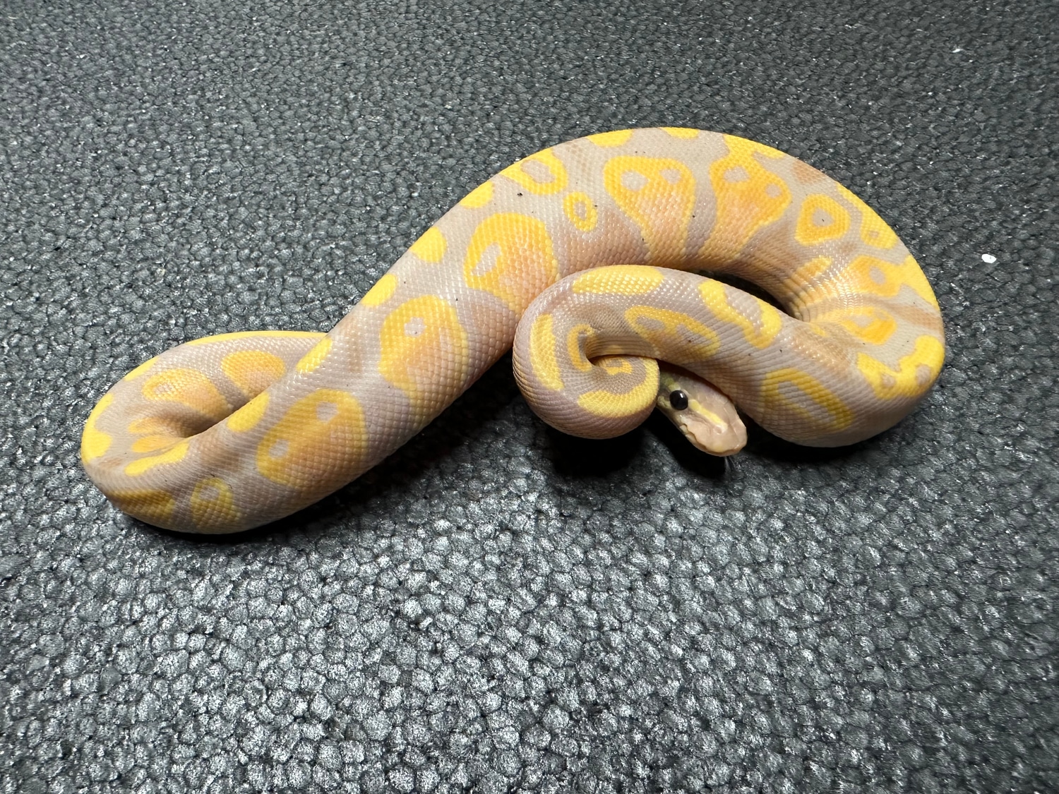 Coral Glow Ball Python by MacLean Morphs - MorphMarket