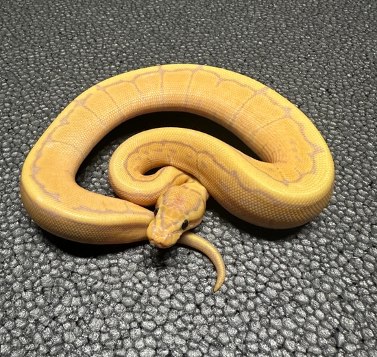 Banana Pinstripe Ball Python by MacLean Morphs