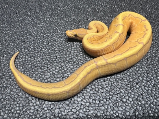 Banana Pinstripe Ball Python by MacLean Morphs