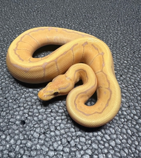 Banana Pinstripe Ball Python by MacLean Morphs