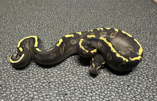 GHI Mojave Ball Python by MacLean Morphs