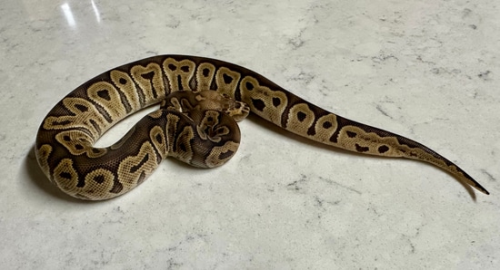 GHI Clown Female Ball Python by MacLean Morphs