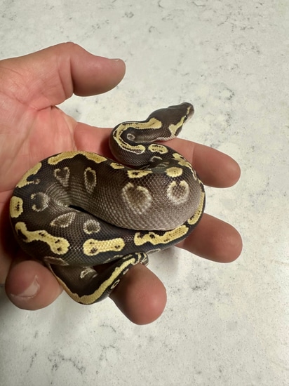 GHI Mojave Het Clown Ball Python by MacLean Morphs