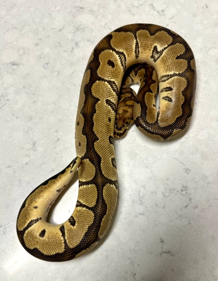 Clown Boy Ball Python by MacLean Morphs