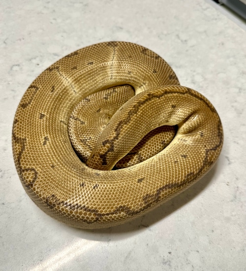 Pinstripe Clown Ball Python by MacLean Morphs
