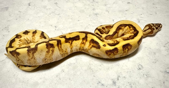 Freeway Spider Ball Python by MacLean Morphs
