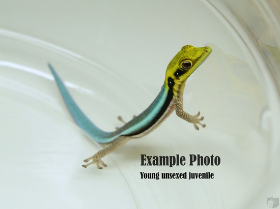 Neon Day Geckos (Phelsuma Klemmeri) by Hoosier Herp Lab