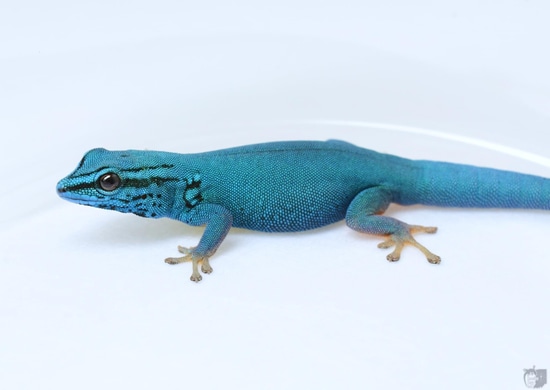 Male Electric Blue Day Geckos (Lygodactylus Williamsi) by Hoosier Herp ...