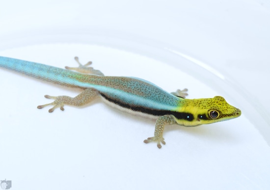 Male Neon Day Geckos (Phelsuma Klemmeri) by Hoosier Herp Lab LLC