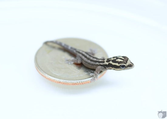 Young Unsexed Kim Howell’s Dwarf Geckos (Lygodactylus Kimhowelli Day ...