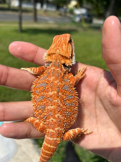 Red Hyper Tiger 100% Het Translucent German Import Line Central Bearded ...