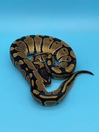 Enchi 100% Het Pied 100% Het Albino Ball Python by Diaballical Pythons