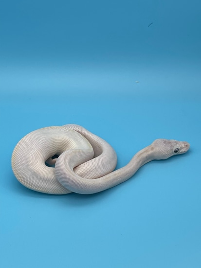Bamboo Mystic Pos Trick Ball Python by Diaballical Pythons