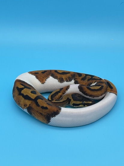 Pied Ball Python by Diaballical Pythons