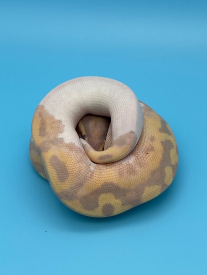Banana Pied Ball Python by Diaballical Pythons