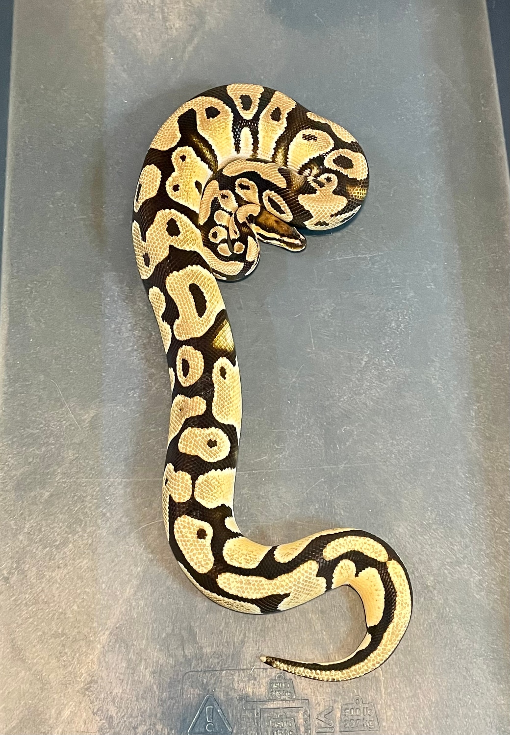 Super Orange Dream Ball Python by Diaballical Pythons - MorphMarket