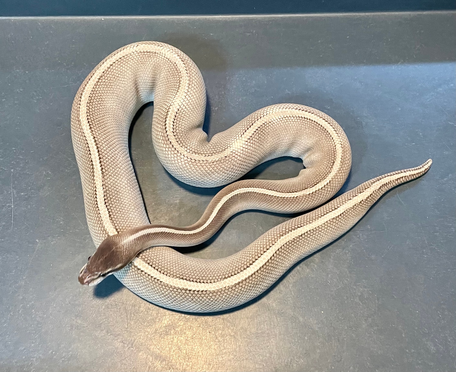 Mystic Potion Ball Python by Diaballical Pythons - MorphMarket