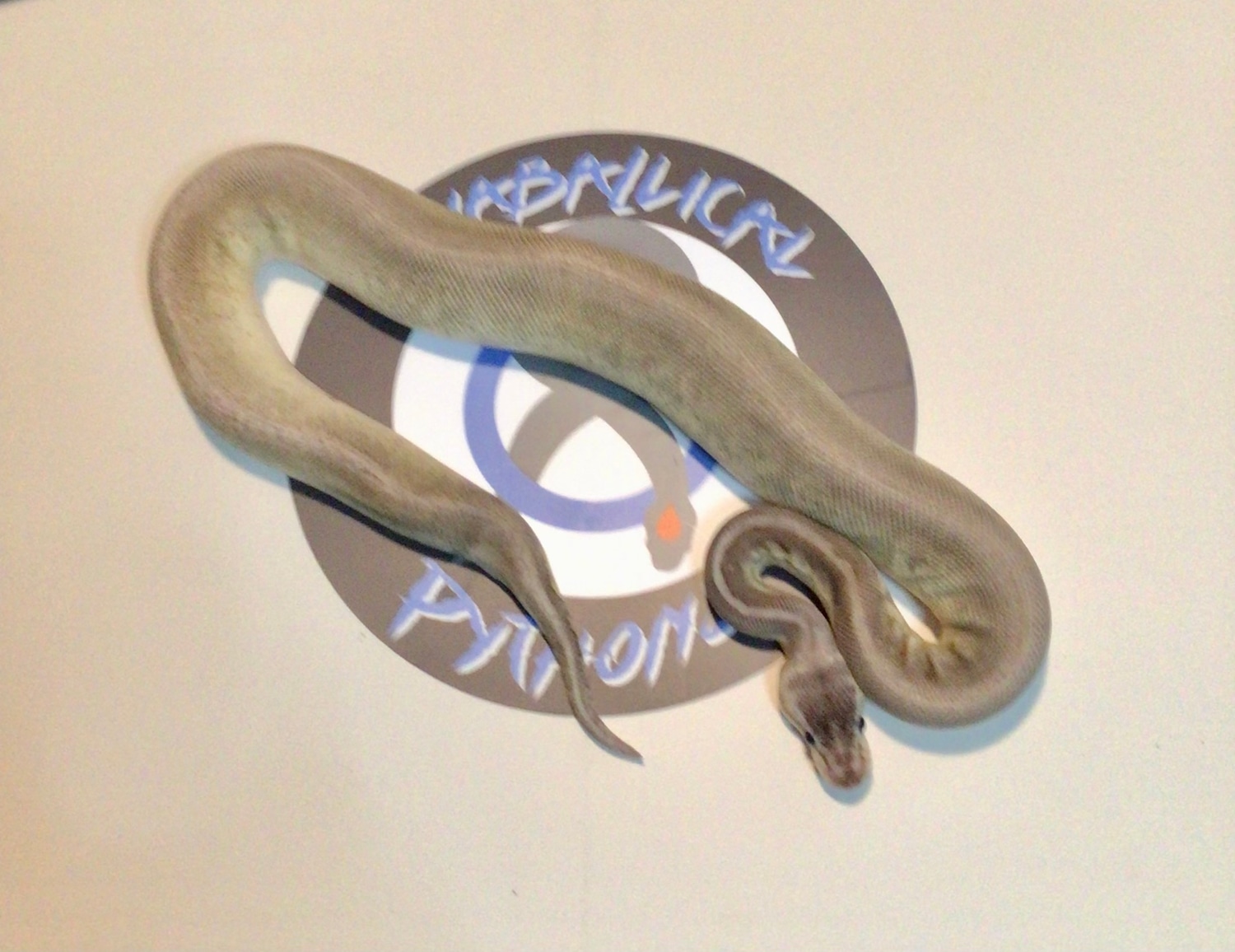 Sterling Sandblast Pos Het Pied Ball Python by Diaballical Pythons ...