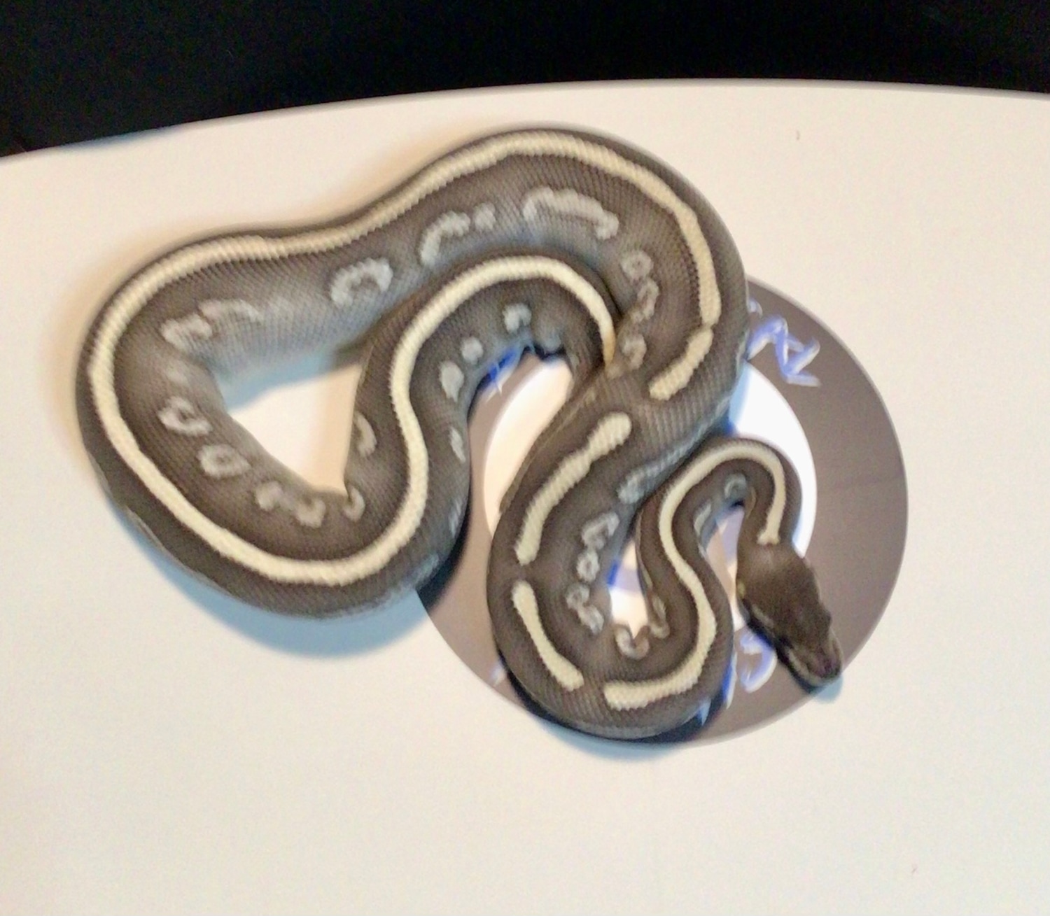Super Mystic Ball Python by Diaballical Pythons - MorphMarket