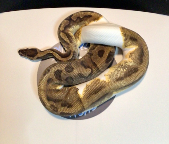 Enchi Pied Ball Python by Diaballical Pythons