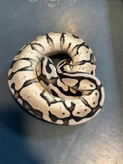 Super Pastel TSK AXANTHIC Ball Python by Diaballical Pythons