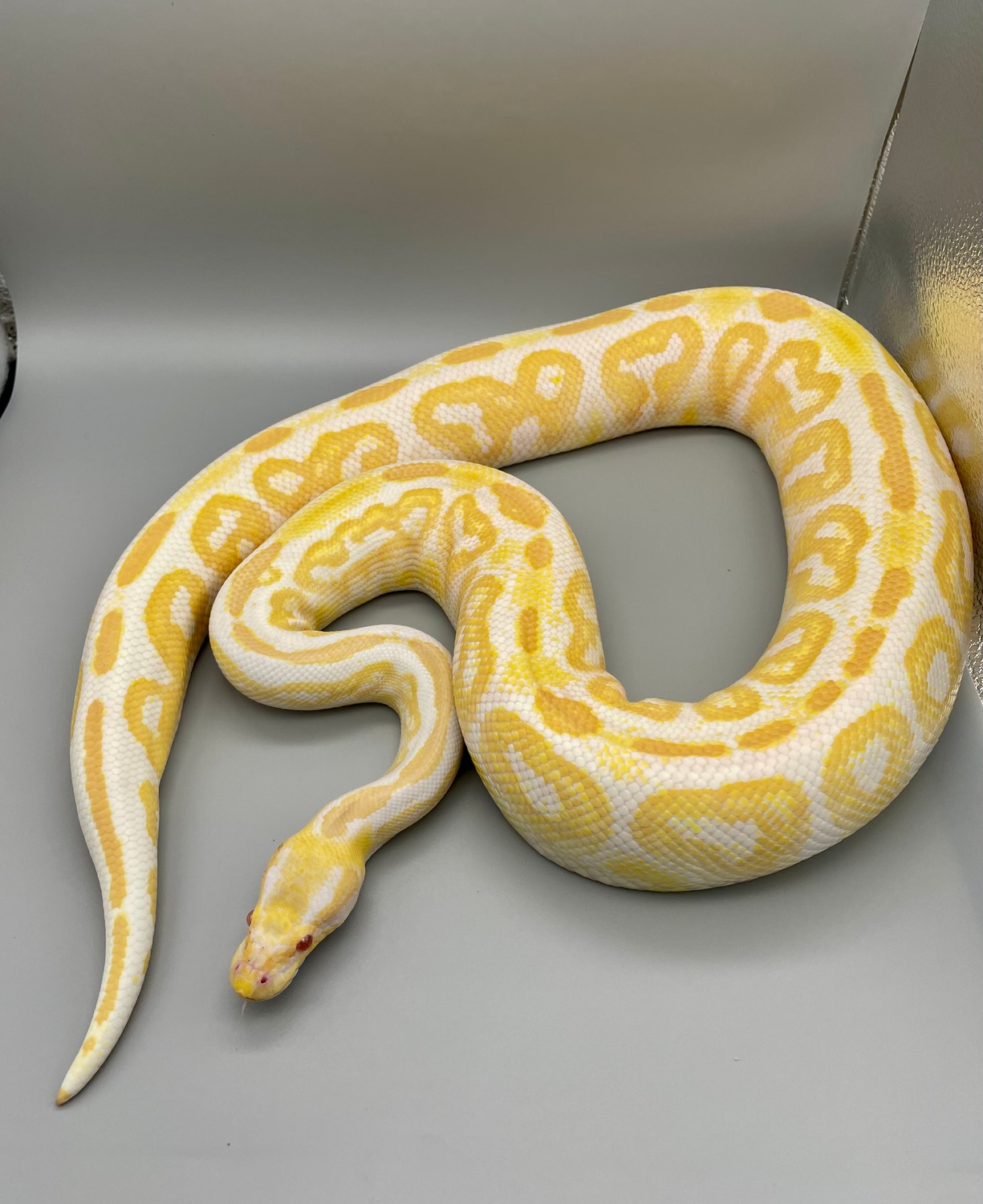 Albino Black Pastel Ball Python by Diaballical Pythons - MorphMarket