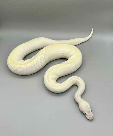 Bel Bamboo Mystic Trick Ball Python by Diaballical Pythons