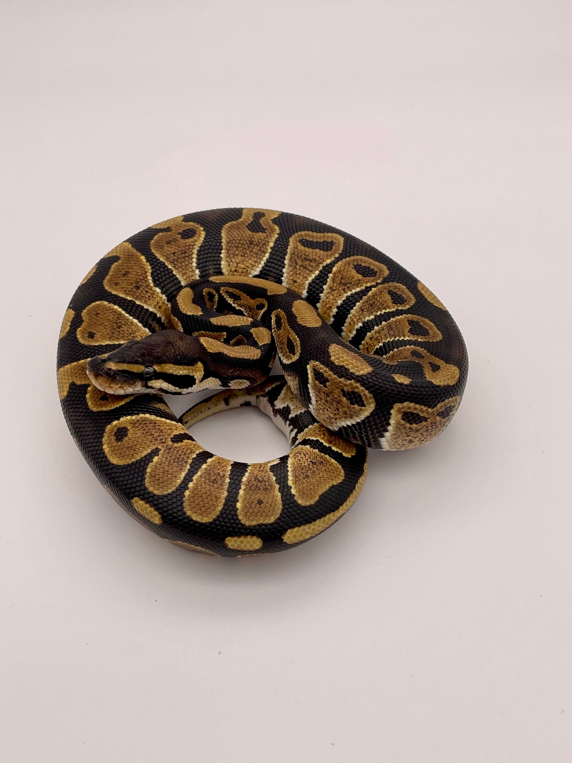 Het Sentinel Het Paint Ball Python by Diaballical Pythons - MorphMarket