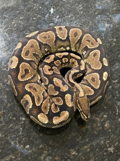 Pastel Het Sentinel Het Paint Yellow Belly Het Sentinel Het Paint Ball ...