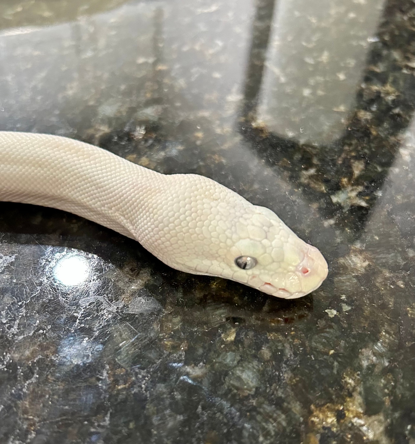 Super Nuclear Ball Python by Diaballical Pythons - MorphMarket