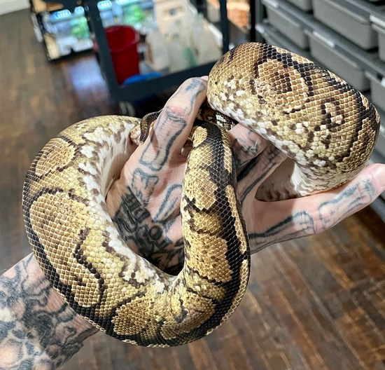 Sentinel Paint Yellow Belly Ball Python by Diaballical Pythons