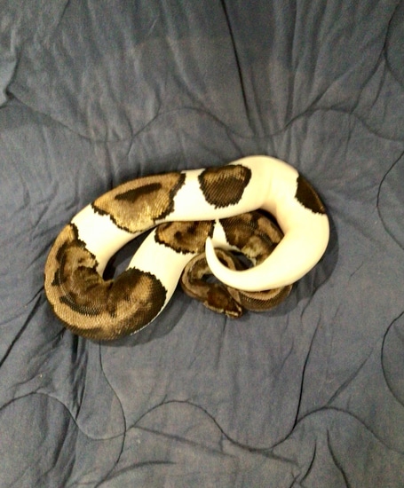 Piedbald Ball Python by Diaballical Pythons