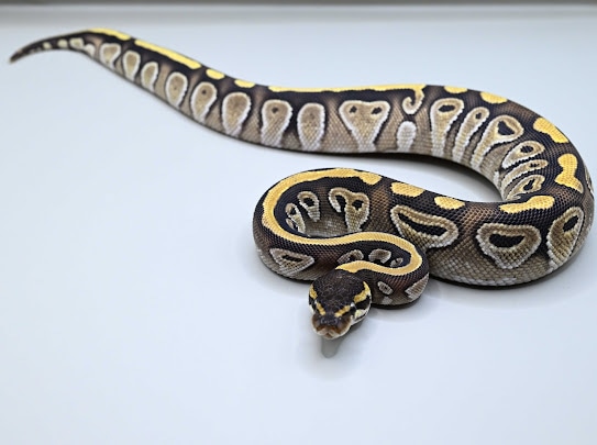 1.3 Blackhead Cinnamon Combo Ball Python by Diaballical Pythons