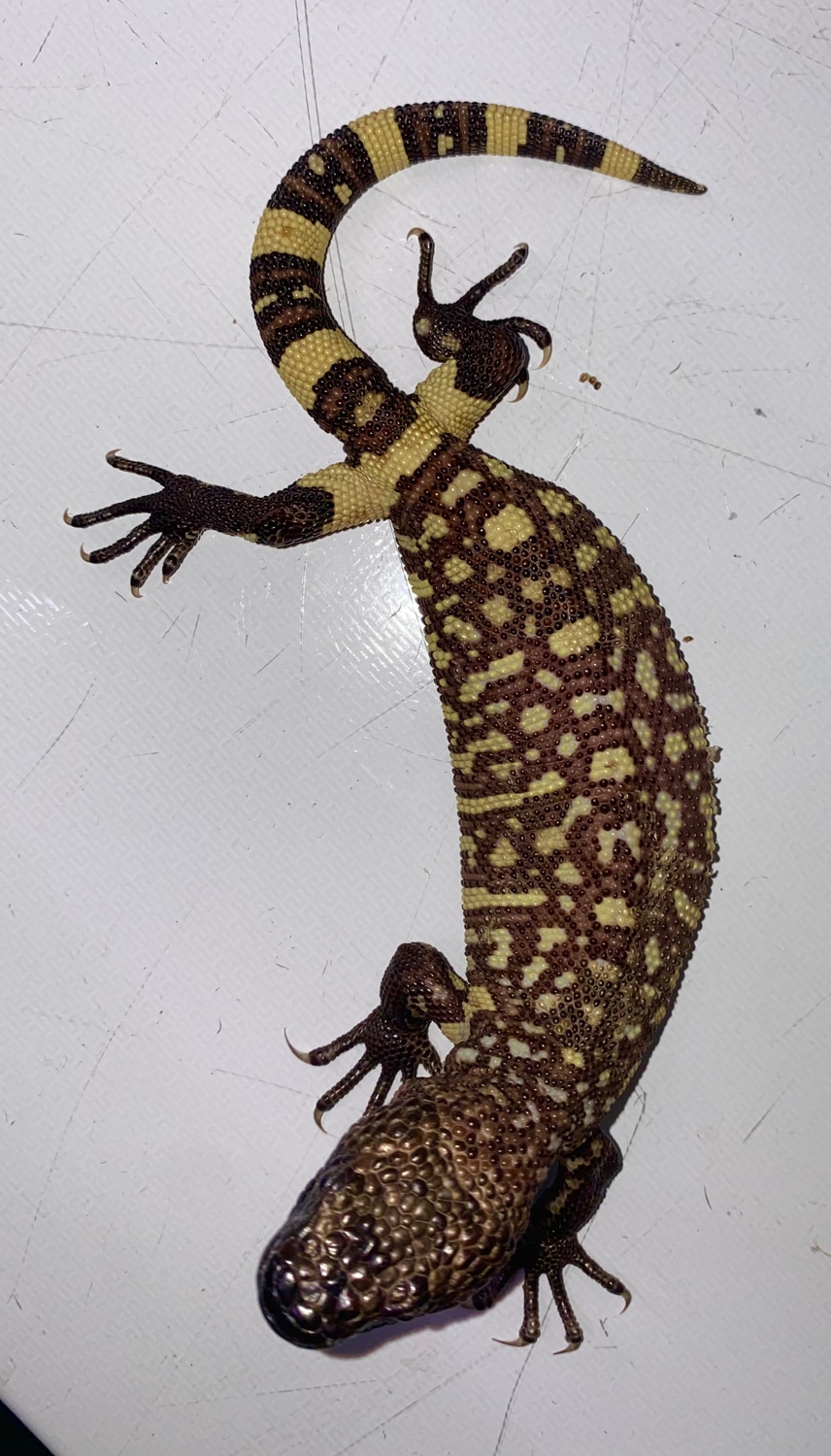 High Yellow Rio Fuerte Beaded Lizard Other Lizard by Horridum Angeli ...