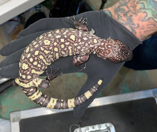 Super Rio Fuerte Beaded Lizard by Horridum Angeli Reptiles