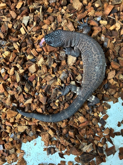 2020 Heloderma Alvarezi More Lizard by Horridum Angeli Reptiles
