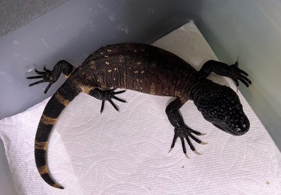 Heloderma Alvarezi Beaded Lizard by Horridum Angeli Reptiles