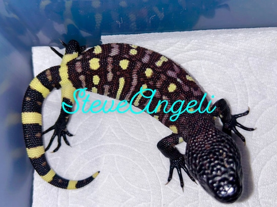 ULTRA YELLOW Rio Fuerte Beaded Lizard by Horridum Angeli Reptiles