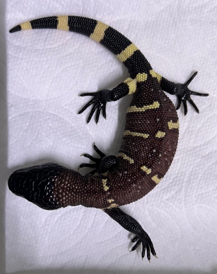 F2 Heloderma Alvarezi Beaded Lizard by Horridum Angeli Reptiles